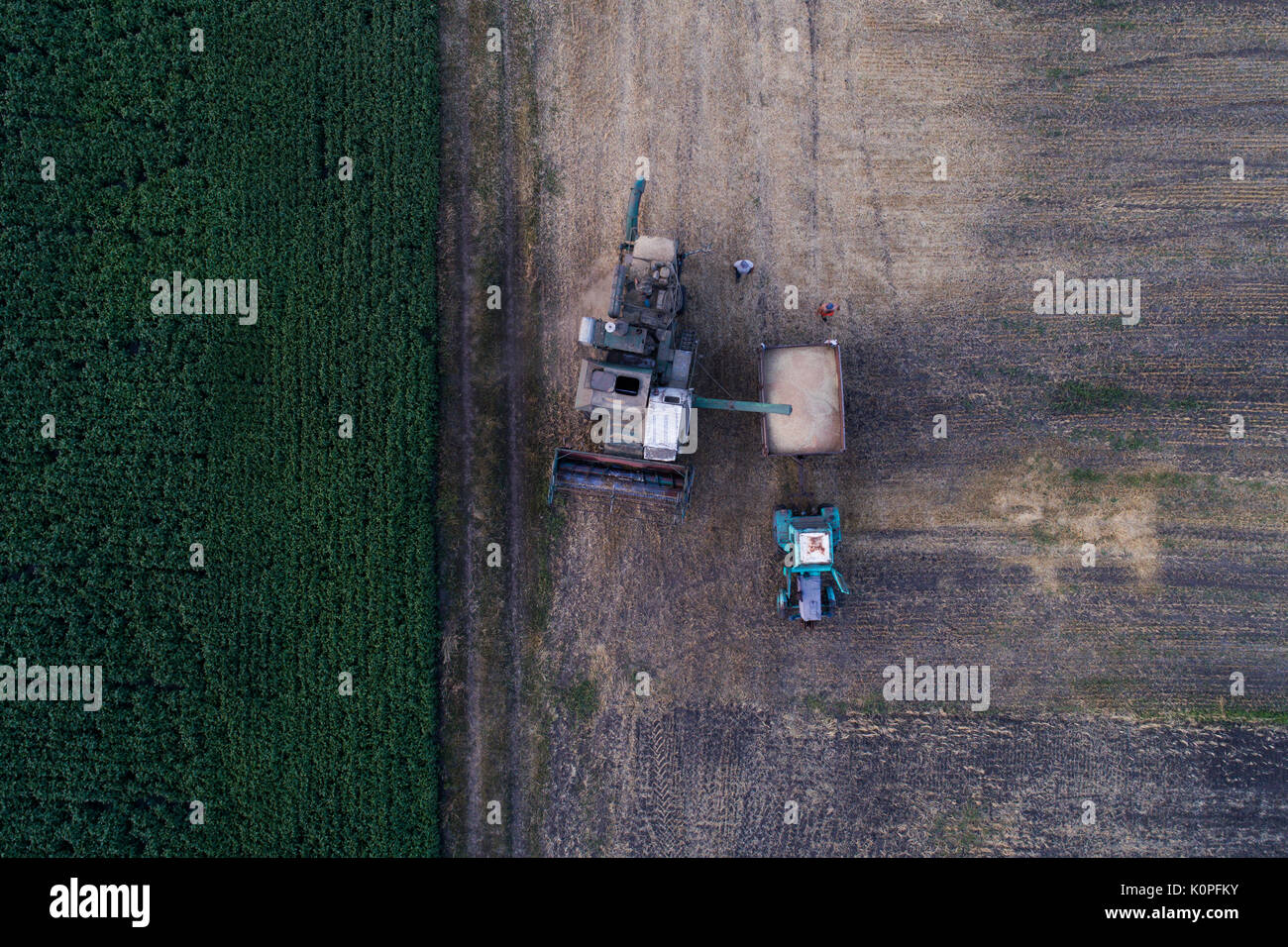 Aerial view of the combine harvester, which pours the grain into the ...