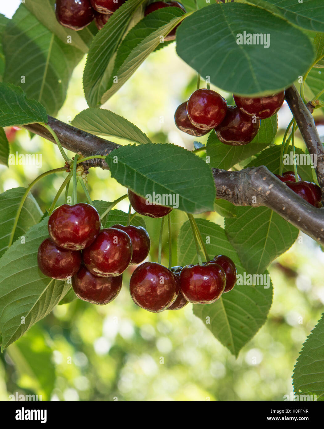 cherries on trees Stock Photo - Alamy