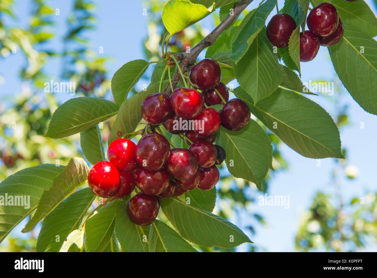 Cherries cherry trees hi-res stock photography and images - Alamy