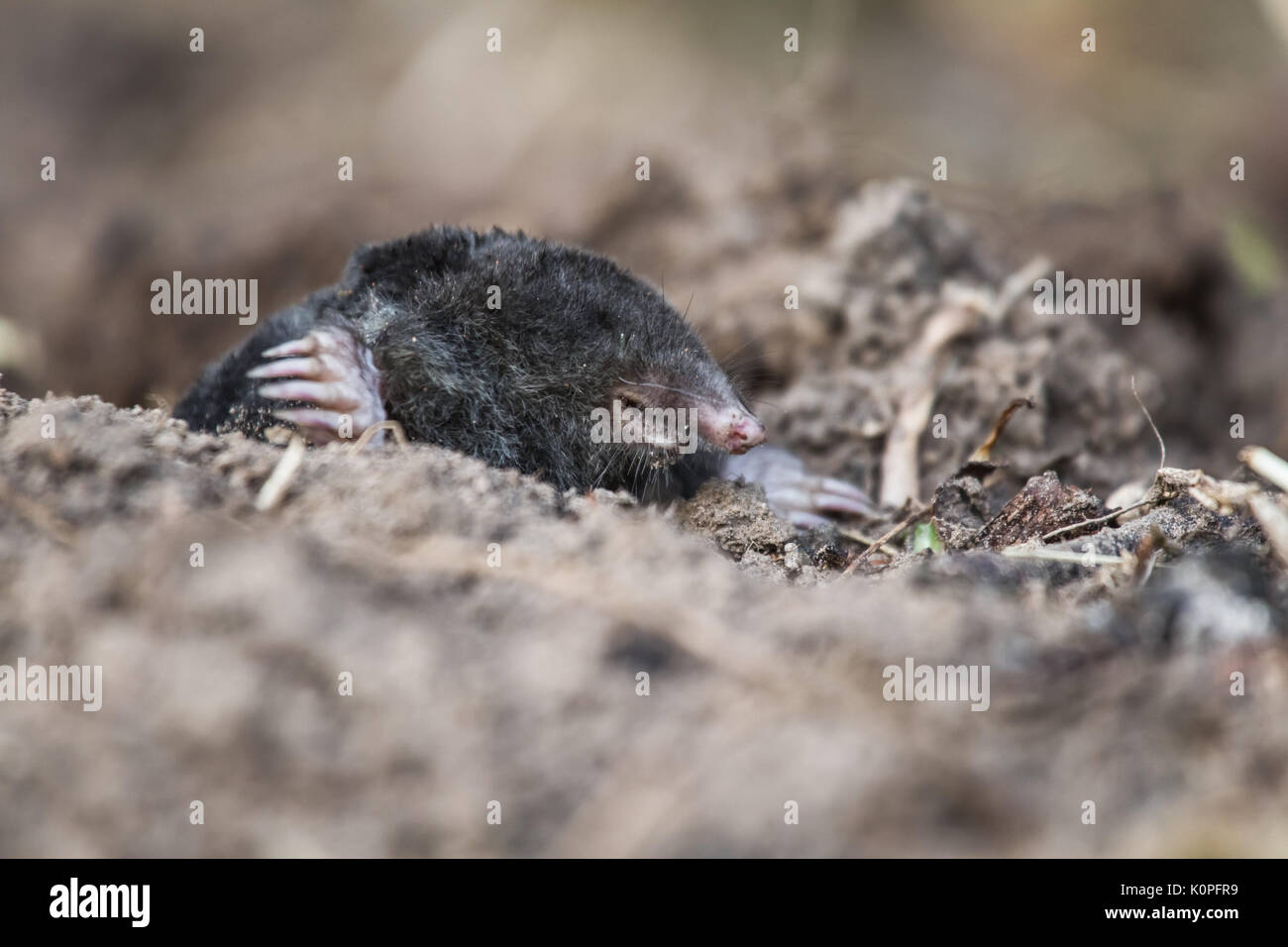Mole Digging High Resolution Stock Photography and Images - Alamy