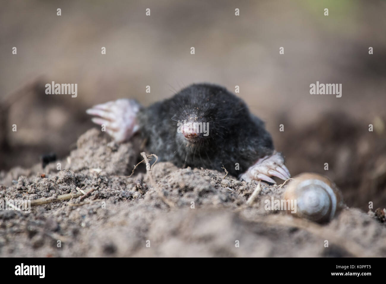 Moldwarp hi-res stock photography and images - Alamy