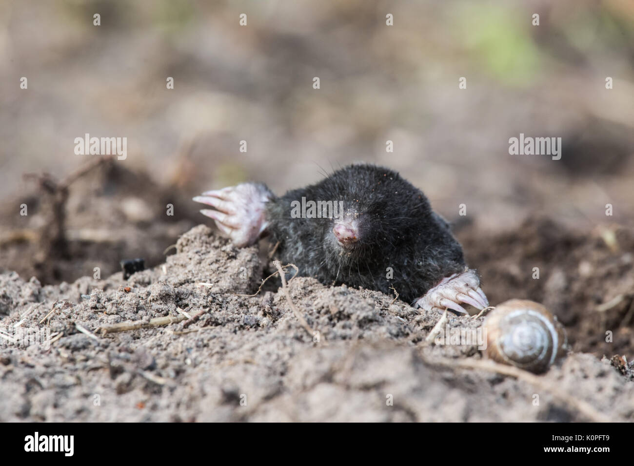 A curious mole sticking his nose out in the light in garden. Shallow ...