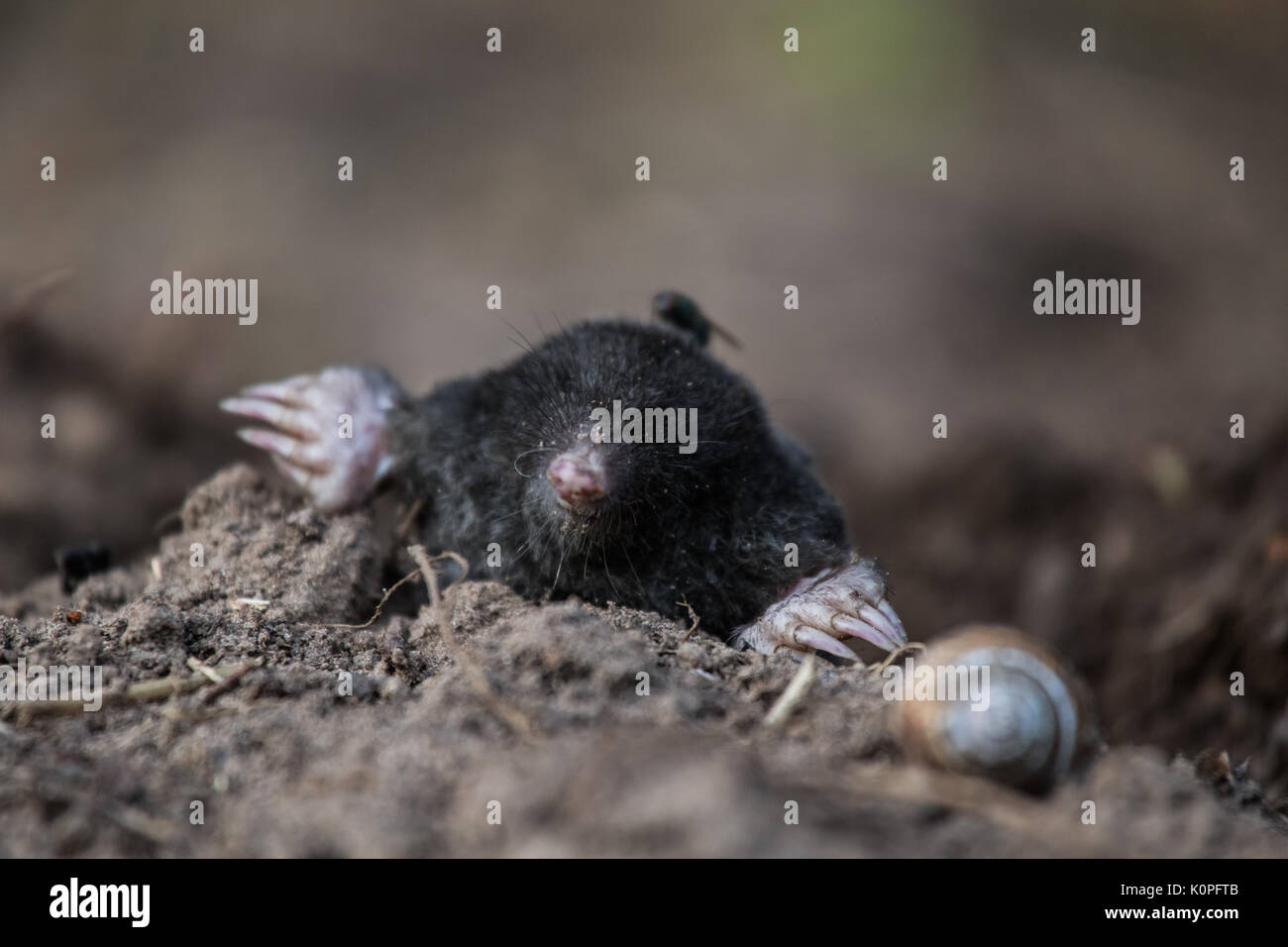 Garden mole hi-res stock photography and images - Alamy