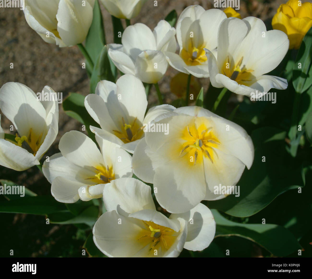 Tulipa tulipa sp hi-res stock photography and images - Alamy