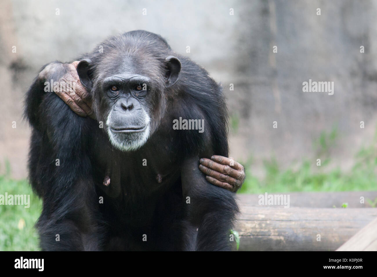 Female chimpanzee portrait looking straight into the camera with her ...