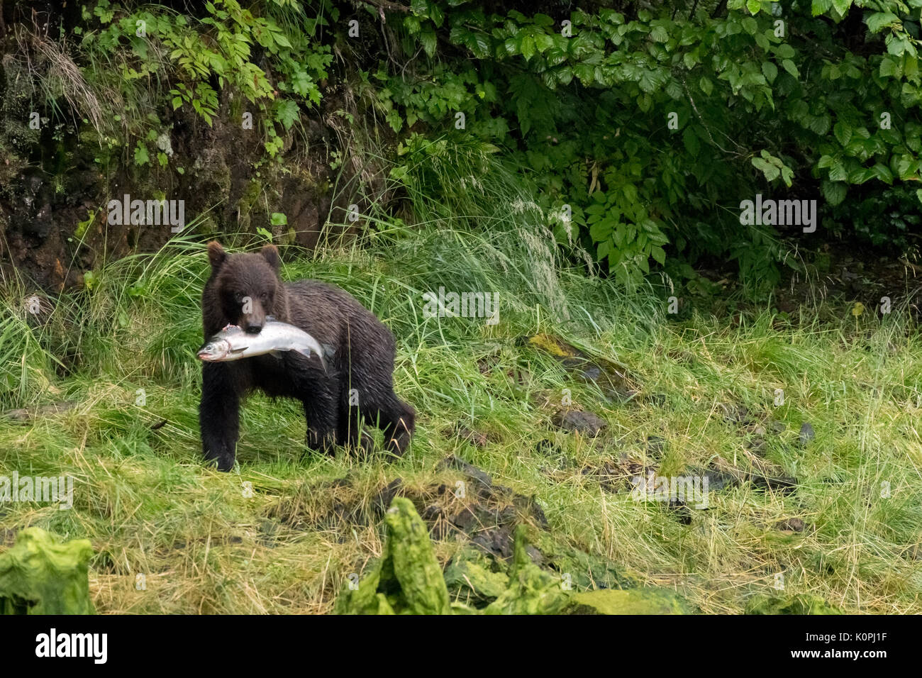 Alaska brown bear fishing hi-res stock photography and images - Alamy