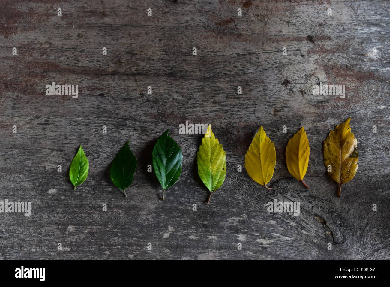 Life ending hi-res stock photography and images - Alamy