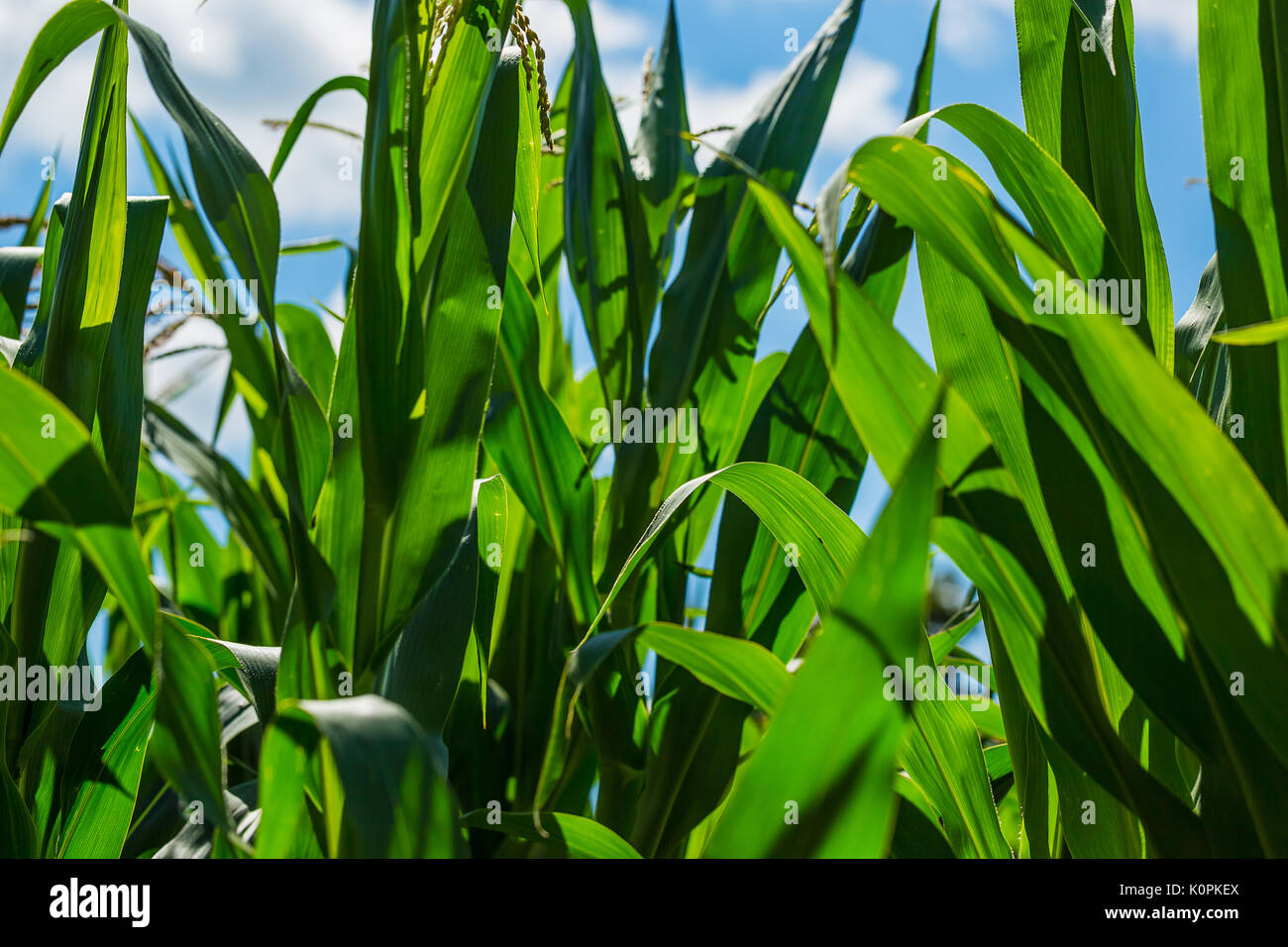 Beautiful corn field on blue sky background Stock Photo - Alamy