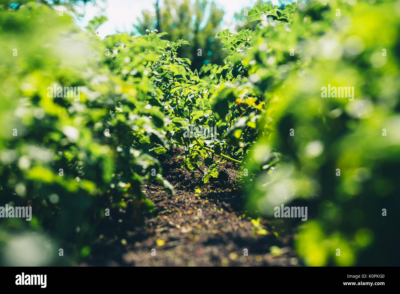 Closeup potato field sunset hi-res stock photography and images - Alamy
