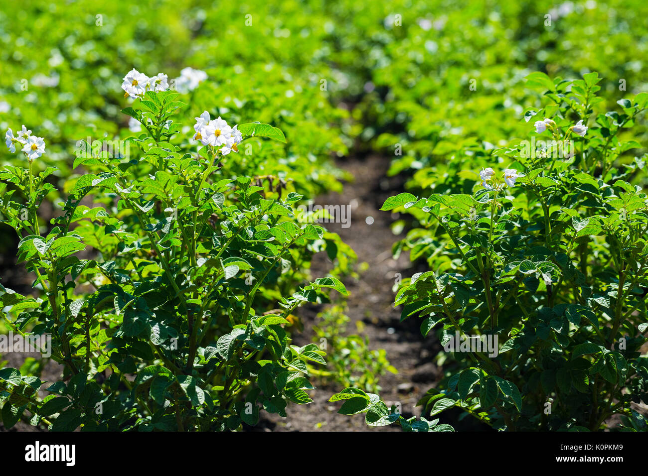Green cultivated potato field hi-res stock photography and images - Alamy
