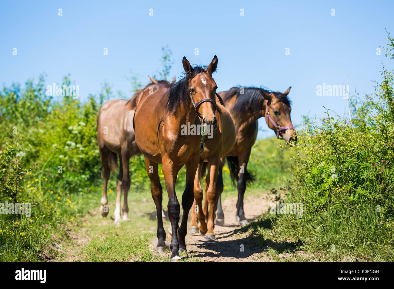 Herd path hi-res stock photography and images - Alamy