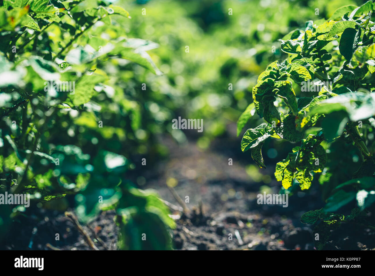 Green cultivated potato field hi-res stock photography and images - Alamy