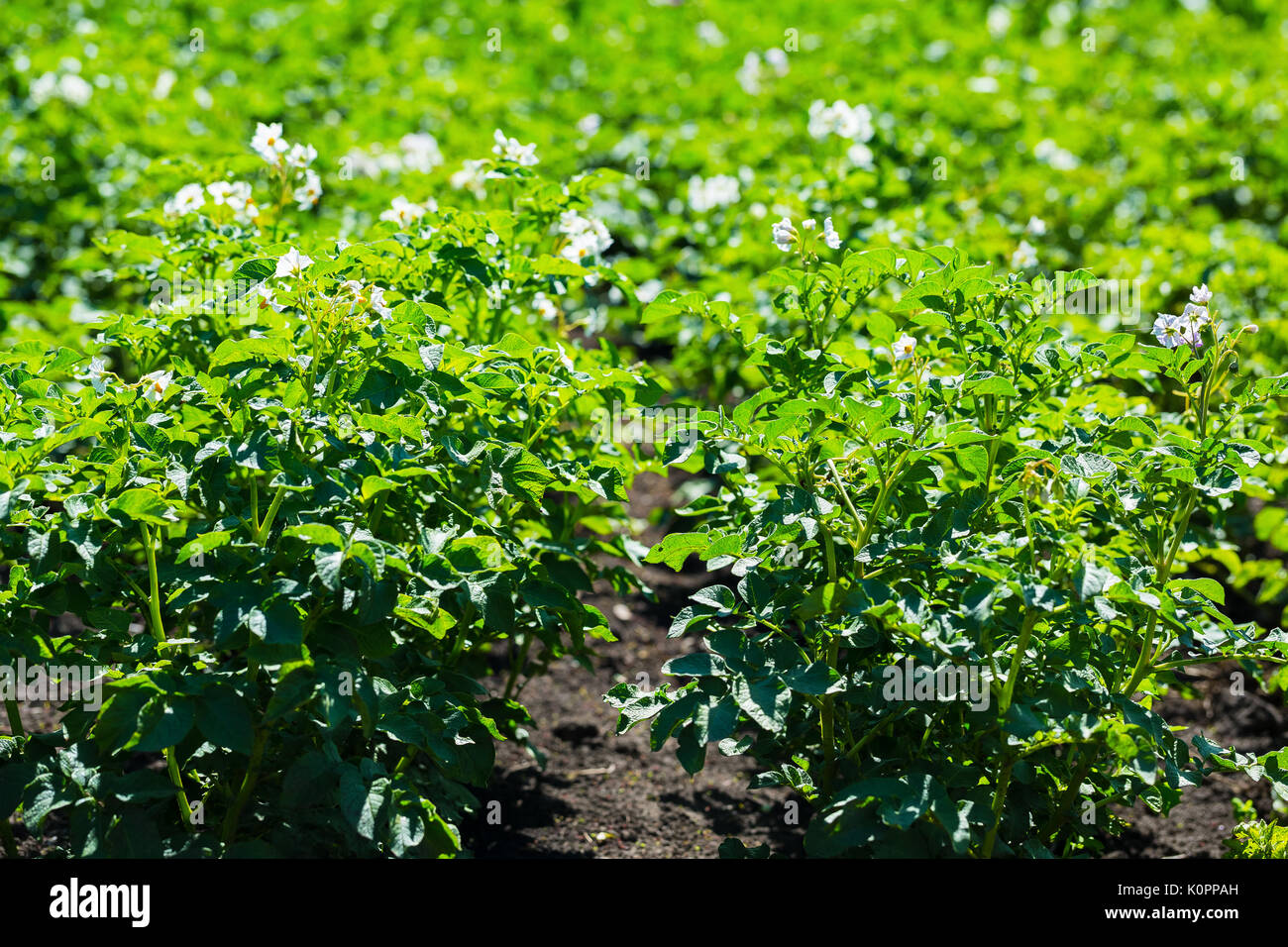 closeup potato field at the sunset Stock Photo - Alamy