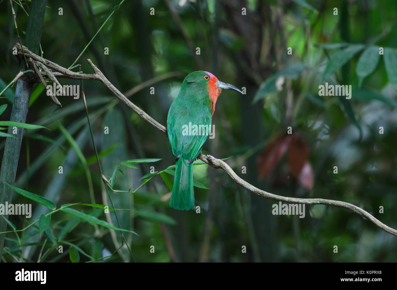 Red bearded bee eater hi-res stock photography and images - Alamy