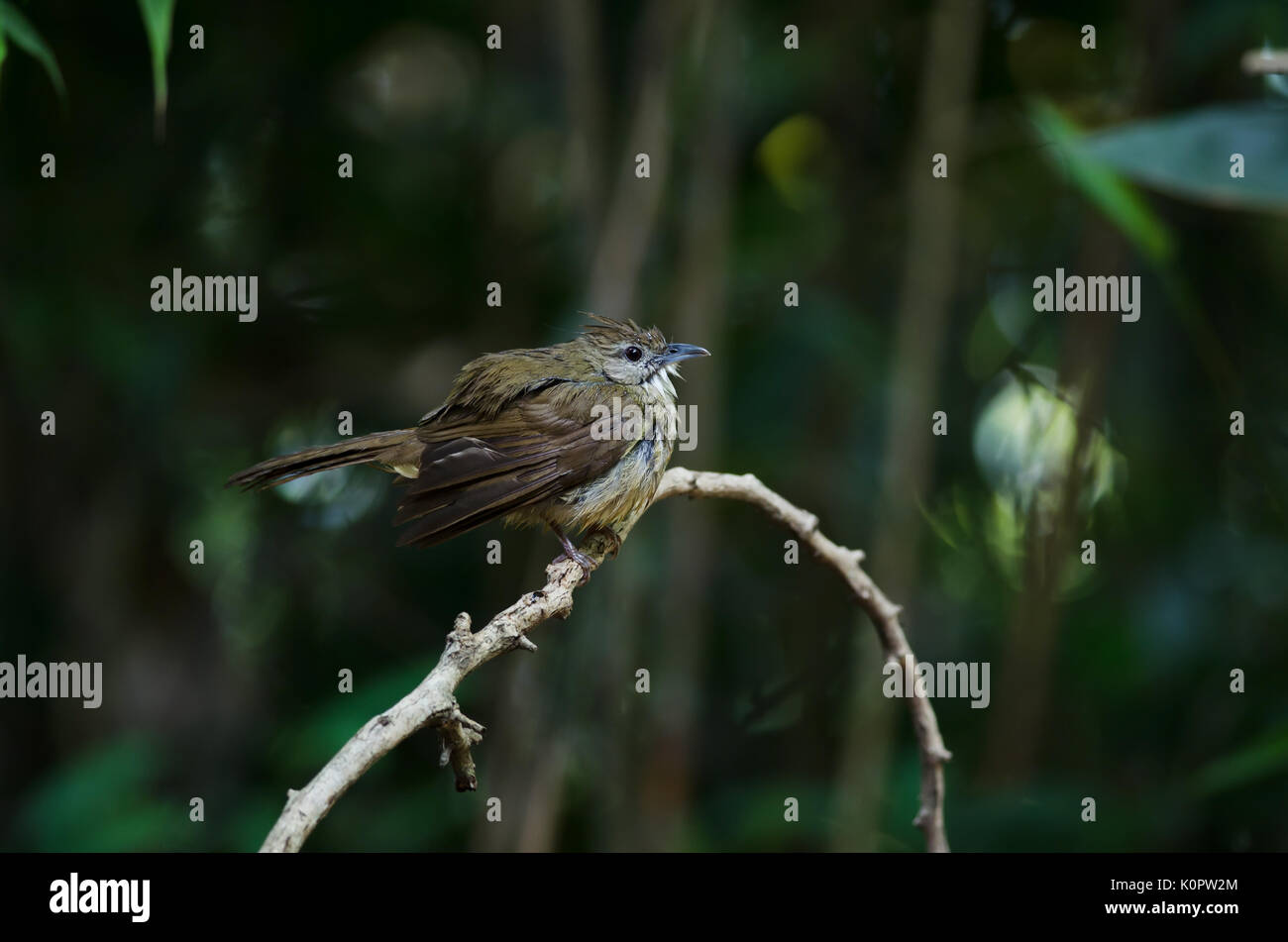 Bul bul bird hi-res stock photography and images - Alamy