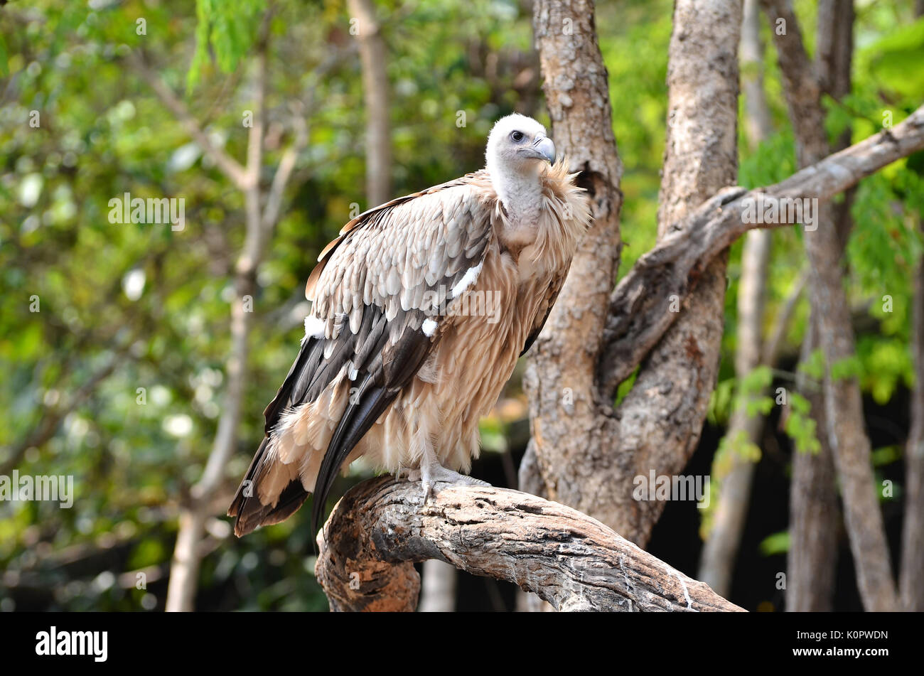 Griffon Vulture is a typical Old World vulture in appearance Stock ...