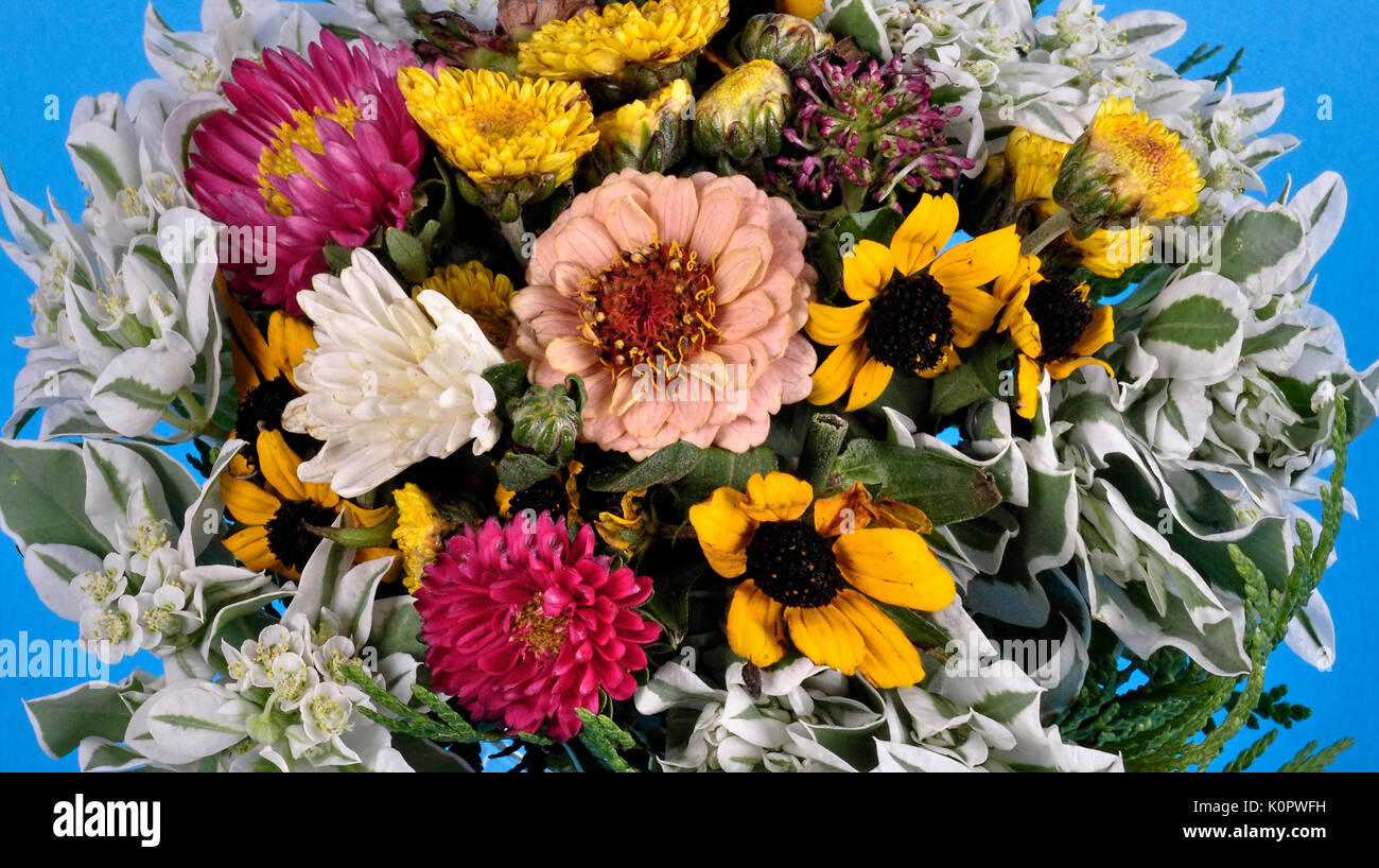 Eight different flowers hi-res stock photography and images - Alamy
