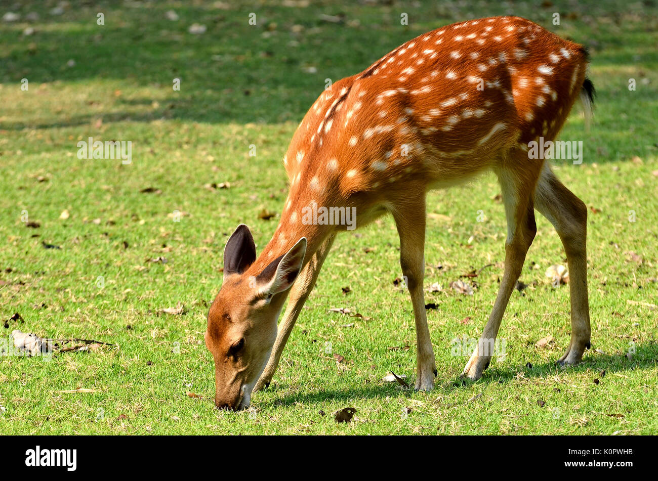 The Sika Deer, Cervus nippon, also known as the Spotted Deer or the ...