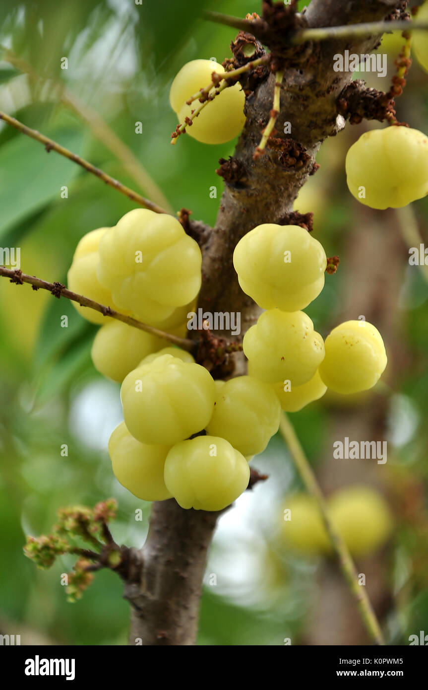 There are many types of lucky tree in Thailand and Thai people believe ...