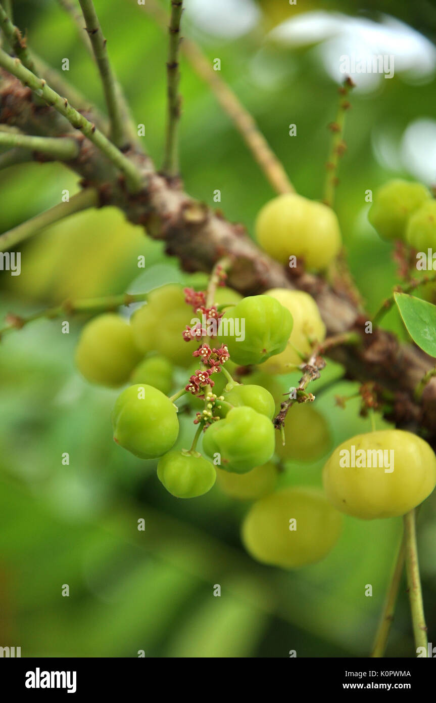 Lucky tree hi-res stock photography and images - Alamy