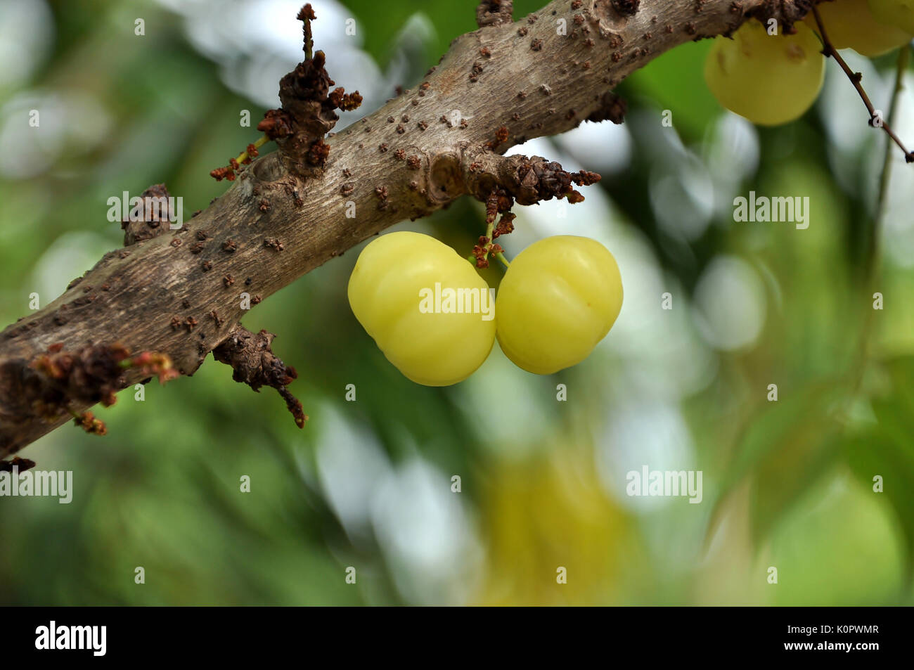 There are many types of lucky tree in Thailand and Thai people believe ...