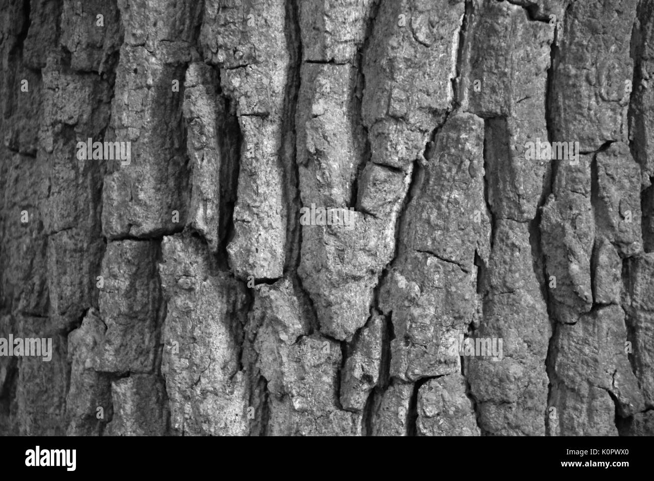 ancient oak bark in a forest in Bavaria, old oak, old Quercus trojana ...