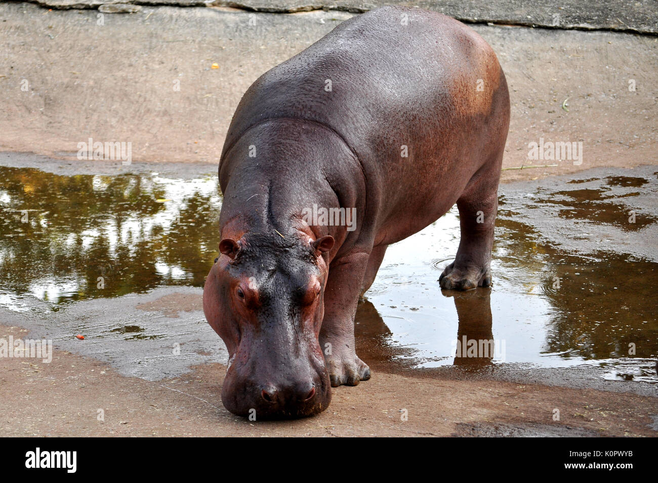 The hippopotamus is semi-aquatic, inhabiting rivers and lakes where ...