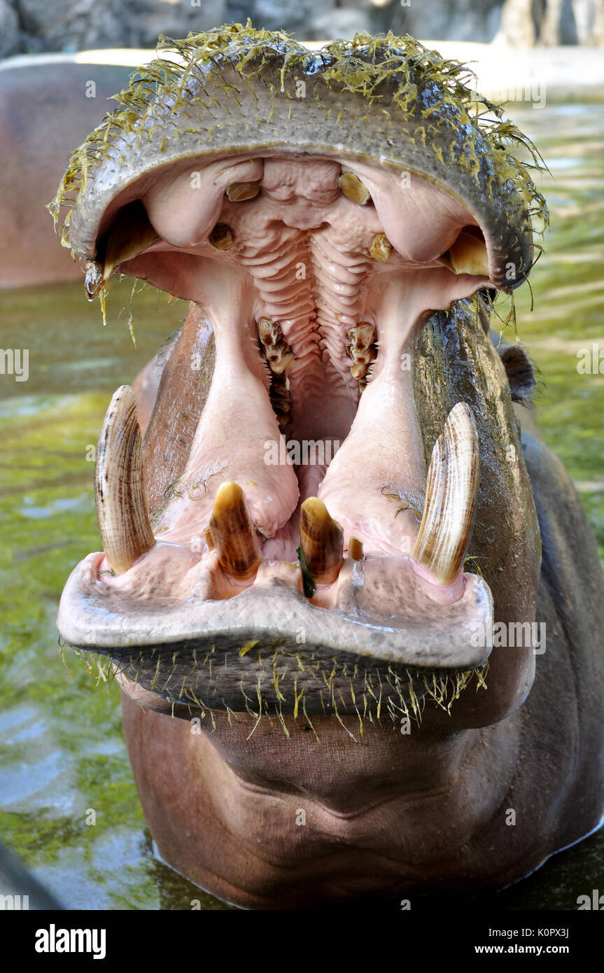 The hippopotamus is semi-aquatic, inhabiting rivers and lakes where ...