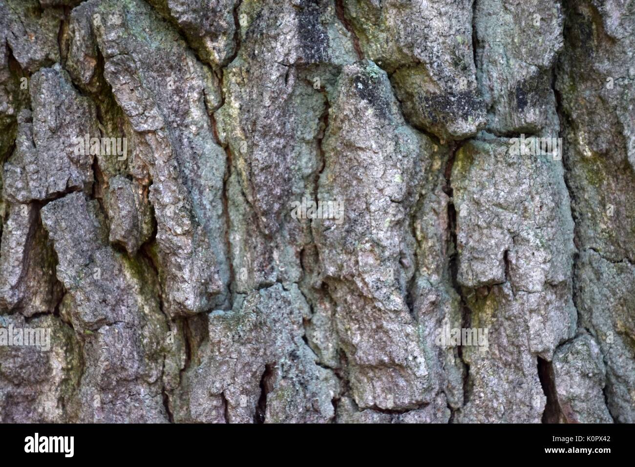 ancient oak bark in a forest in Bavaria, old oak, old Quercus trojana ...