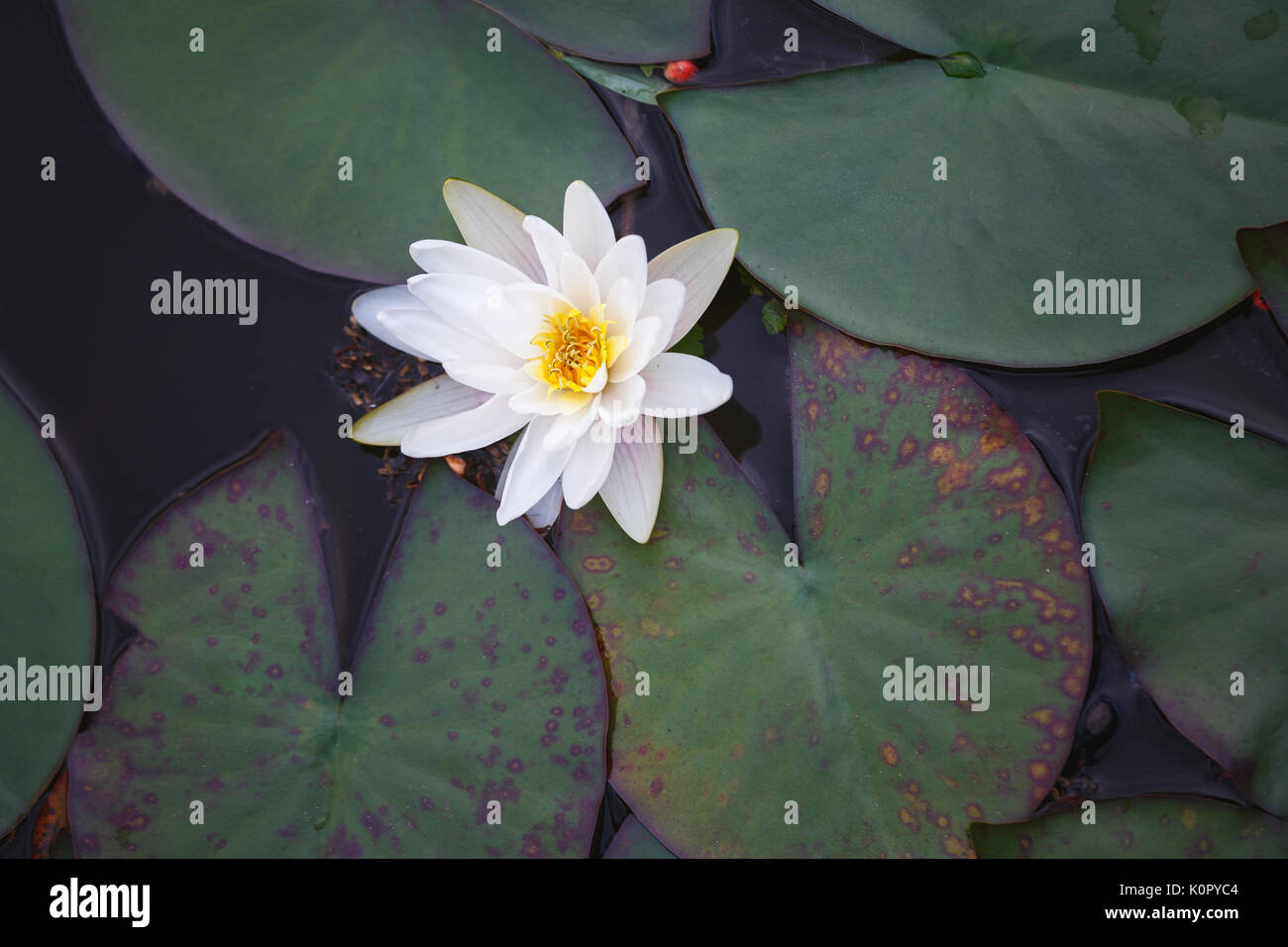 Flowering of water lily in a river Stock Photo - Alamy