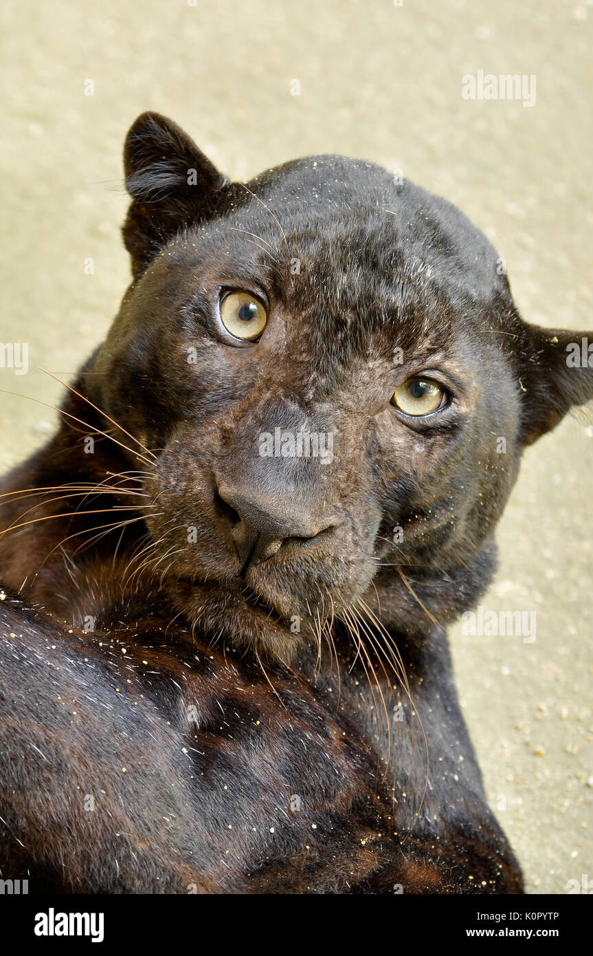 Black panther snarling hi-res stock photography and images - Alamy