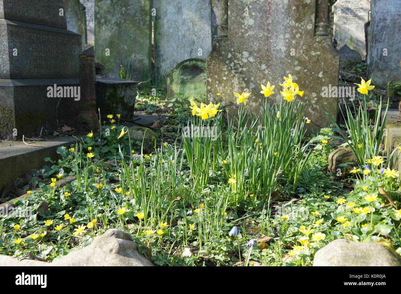 Cemetery as nature reserve hi-res stock photography and images - Alamy