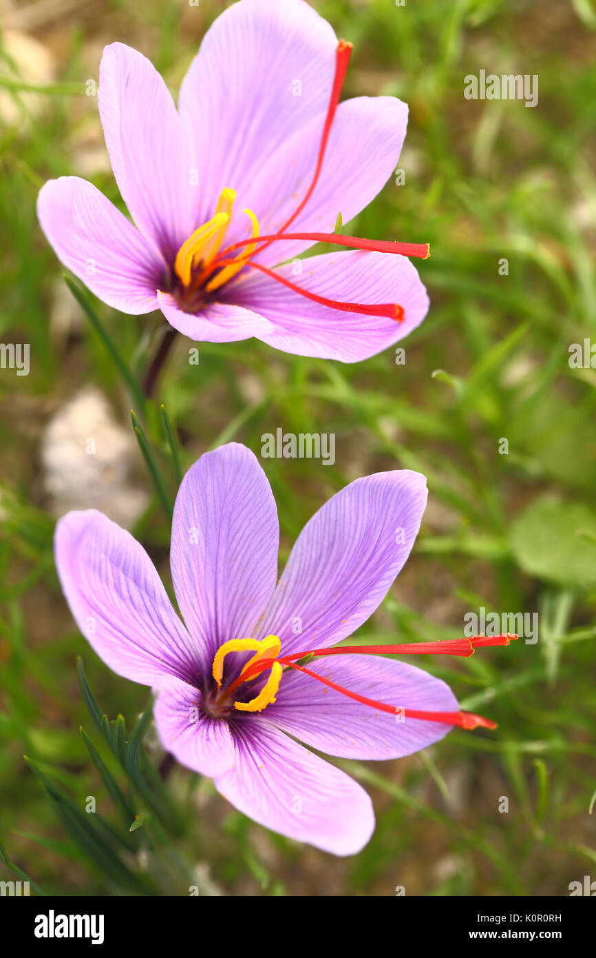 Saffron flowers harvest hi-res stock photography and images - Alamy