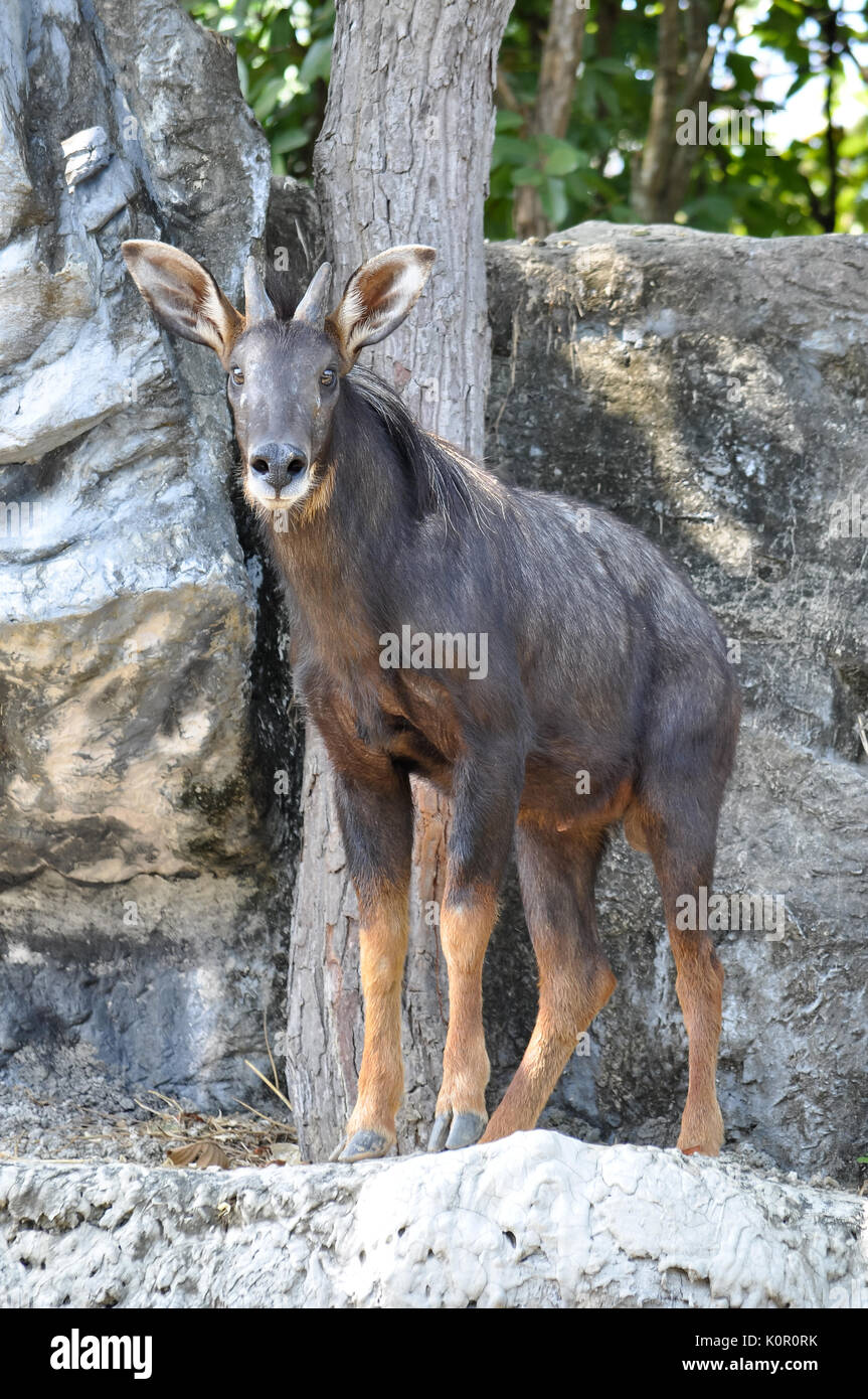 The Serow is similar to a goat with a short body and long legs Stock ...