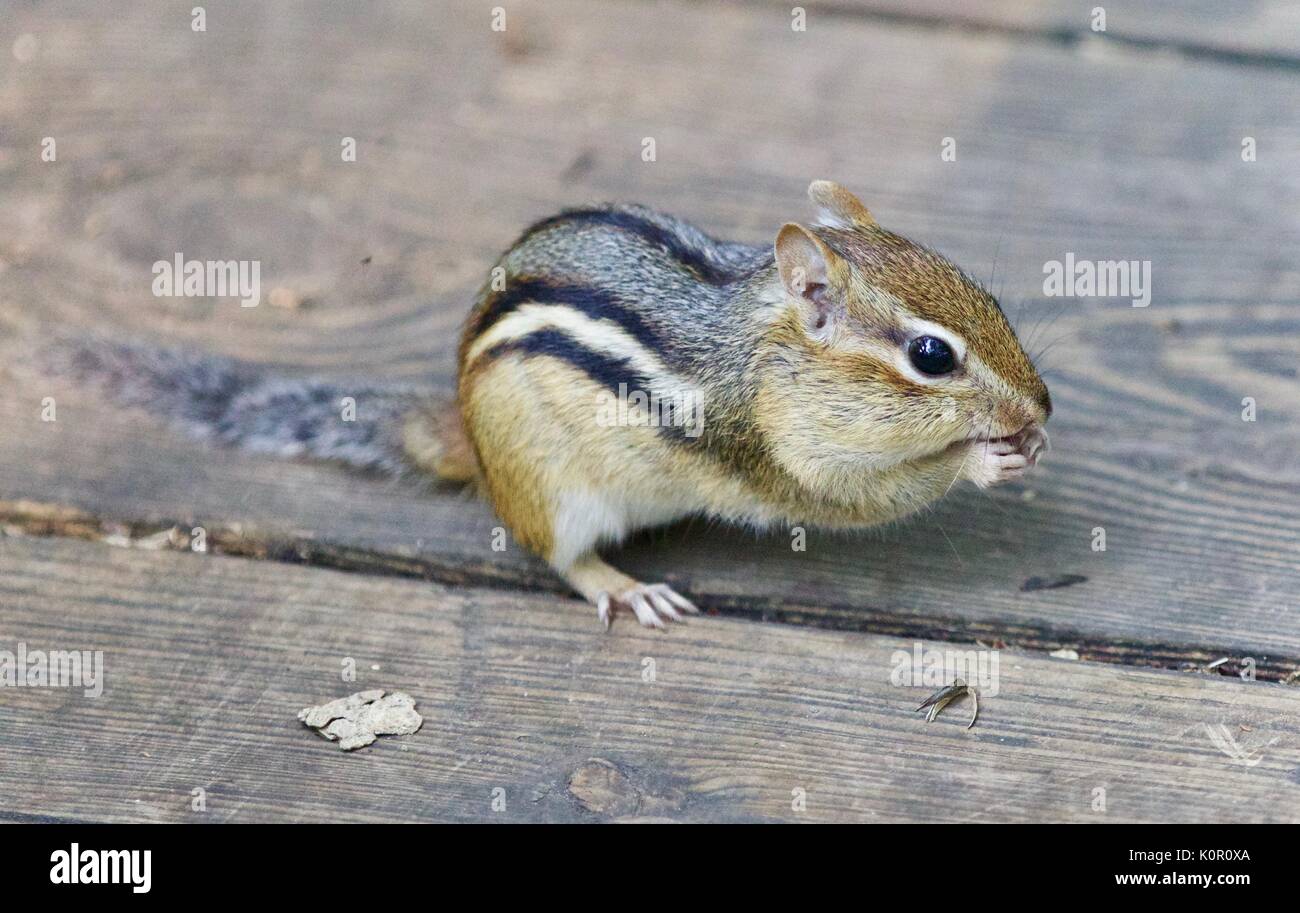 Chipmunk eating isolated hi-res stock photography and images - Alamy