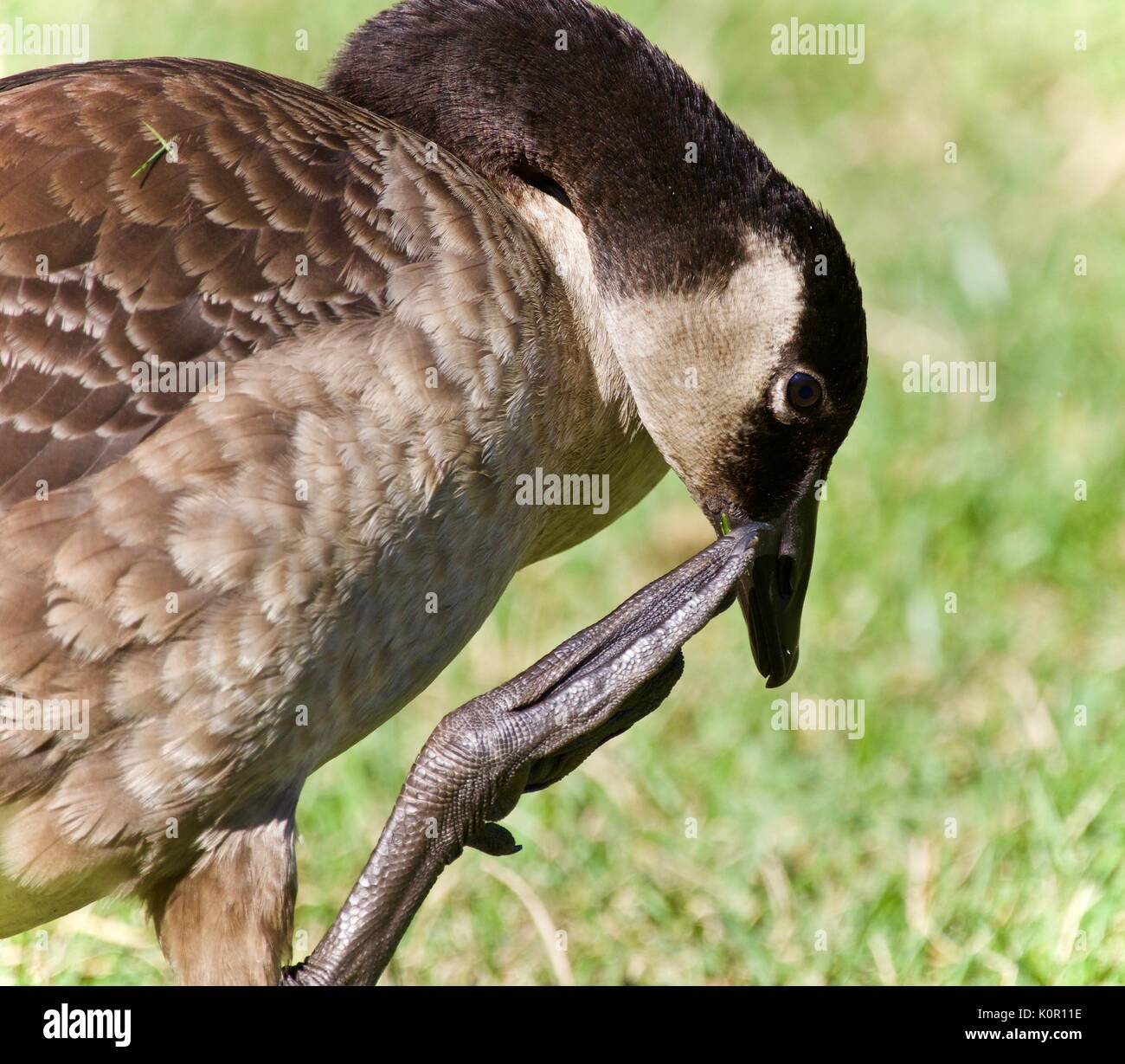 Goose cleaning feathers hi-res stock photography and images - Alamy
