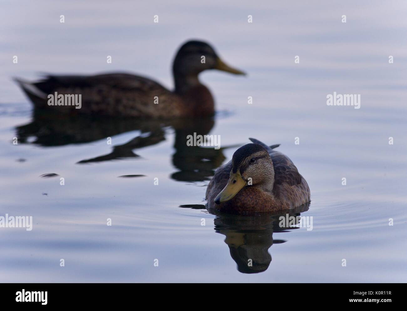 Isolated image of a pair of mallards swimming Stock Photo - Alamy