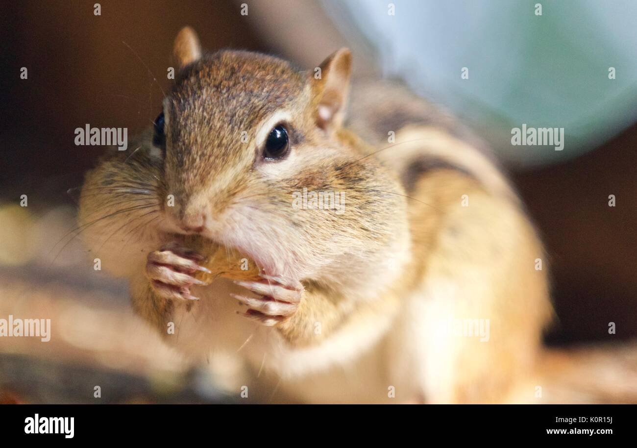 Image of a cute funny chipmunk eating something Stock Photo - Alamy