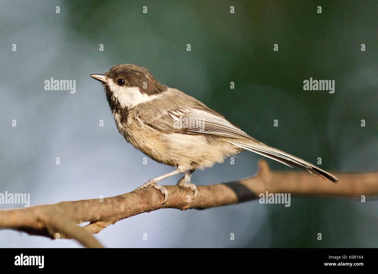 Isolated image of a cute chickadee bird sitting Stock Photo - Alamy