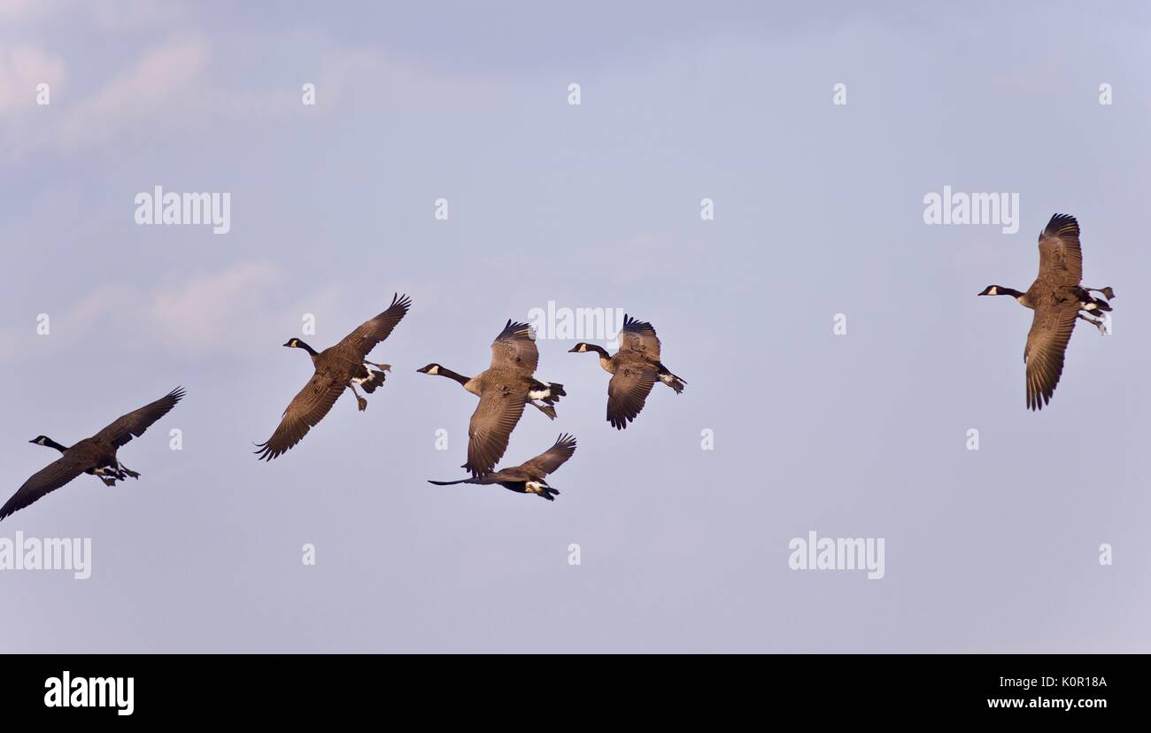 Five geese in flight hi-res stock photography and images - Alamy