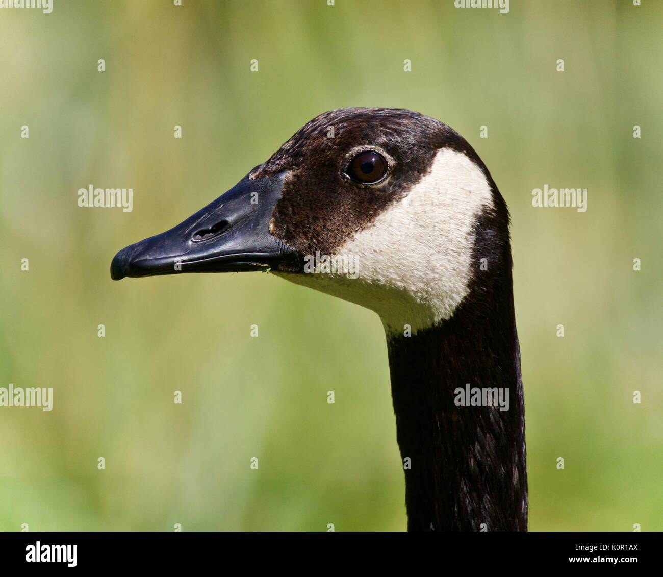 Beautiful background with a Canada goose looking Stock Photo - Alamy