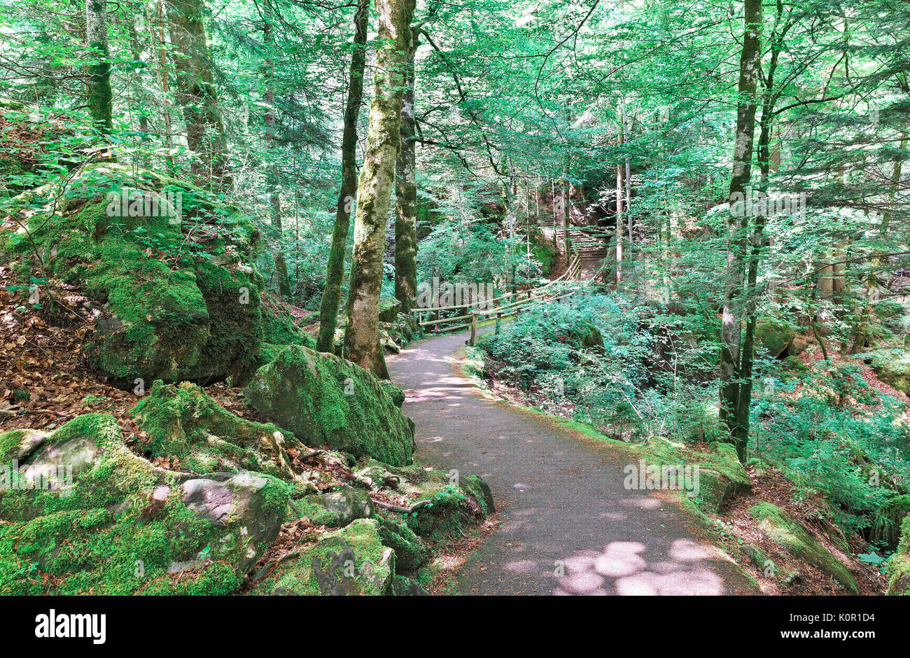 Beautiful green tree road hi-res stock photography and images - Alamy
