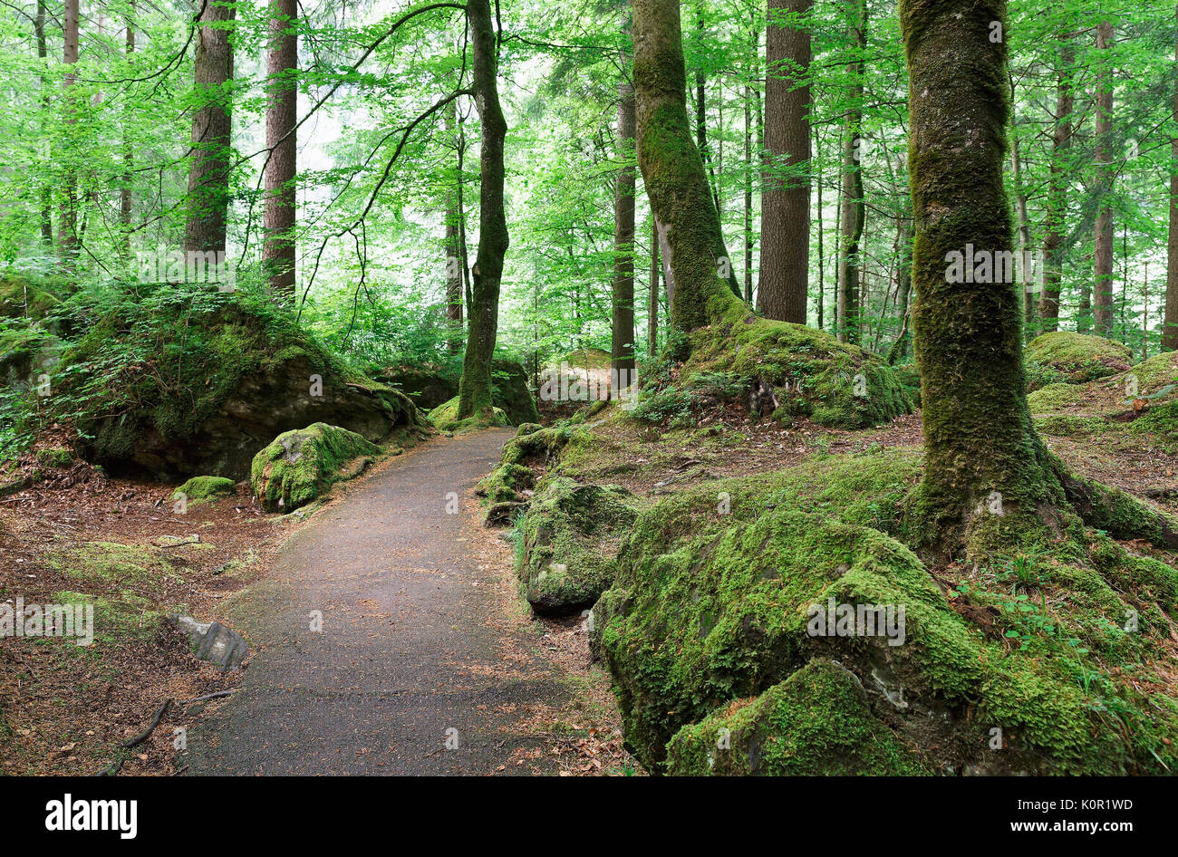 Beautiful green tree road hi-res stock photography and images - Alamy