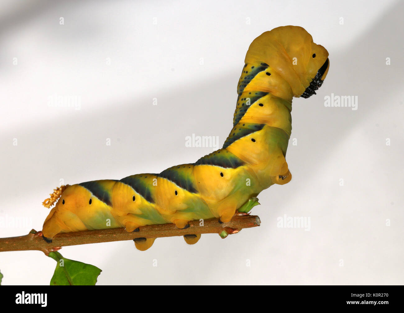 Caterpillar of Death's Head Hawkmoth Stock Photo - Alamy