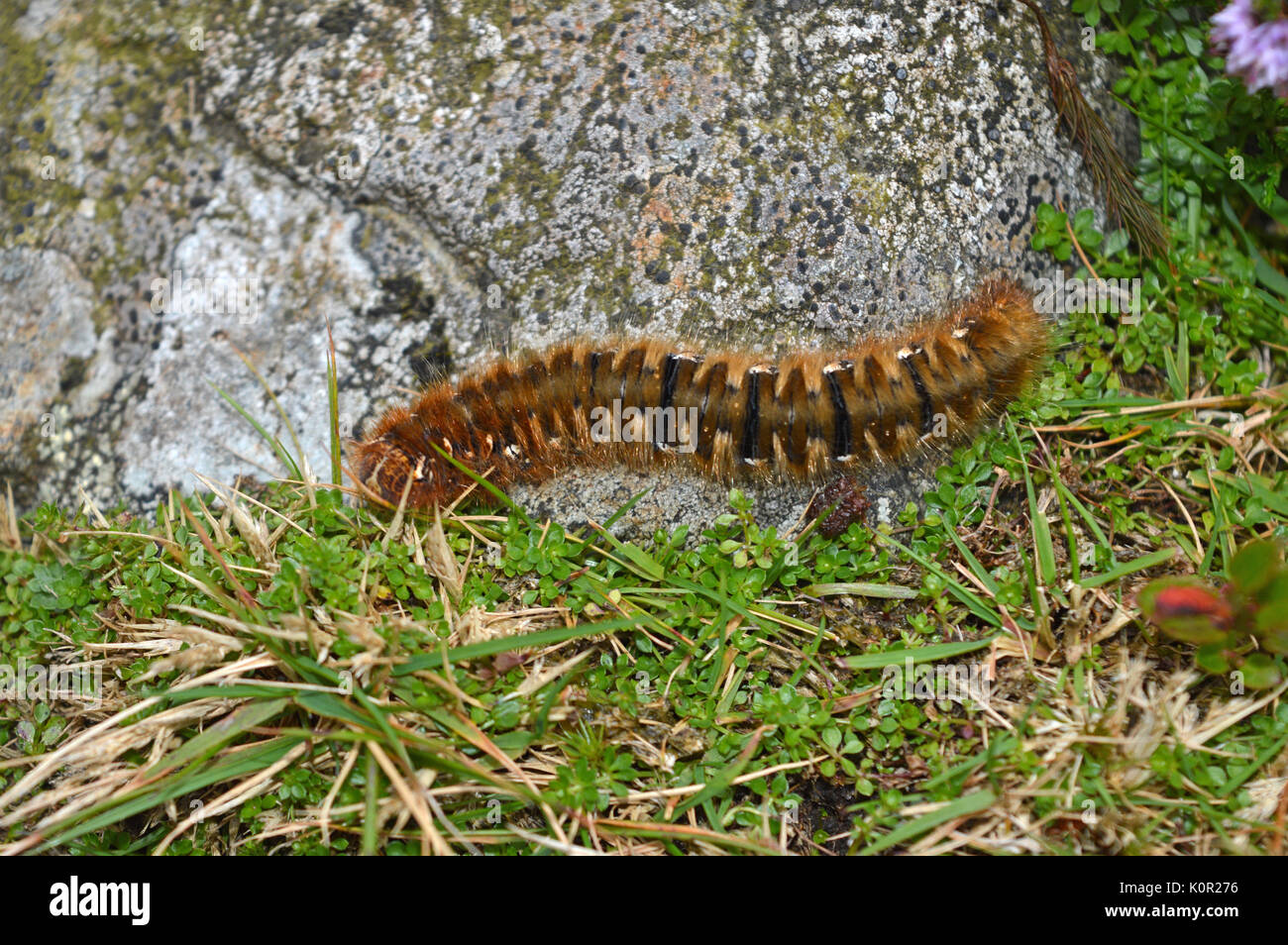 Caterpillar trail hi-res stock photography and images - Alamy