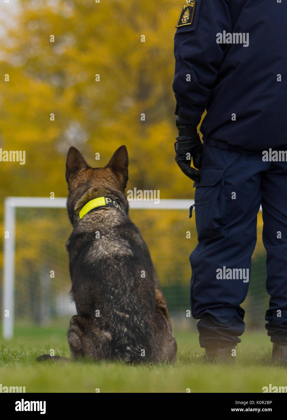 Police dog hi-res stock photography and images - Alamy