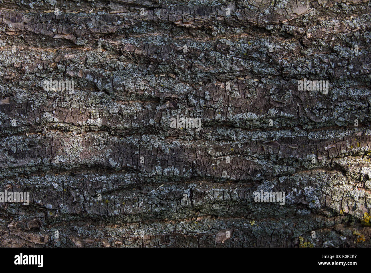 Bark of dark tree oak - texture background Stock Photo - Alamy