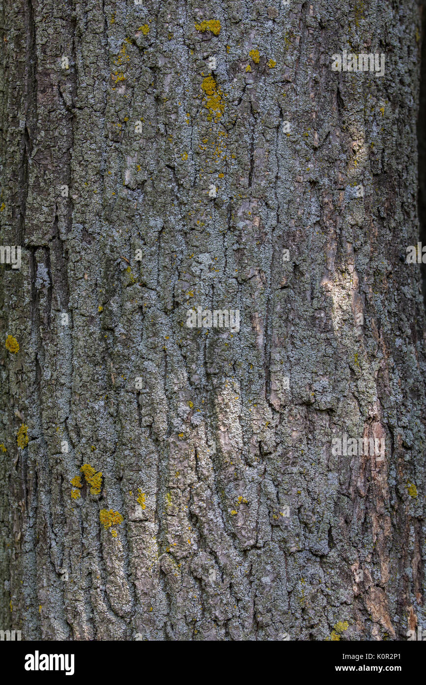 Tree oak bark texture background, vertical Stock Photo - Alamy