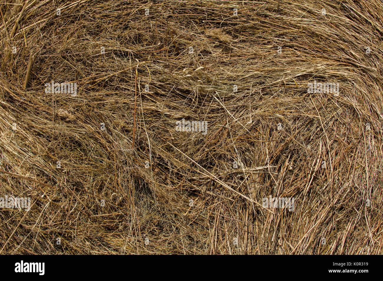 Golden hay - straw texture background, close up Stock Photo - Alamy