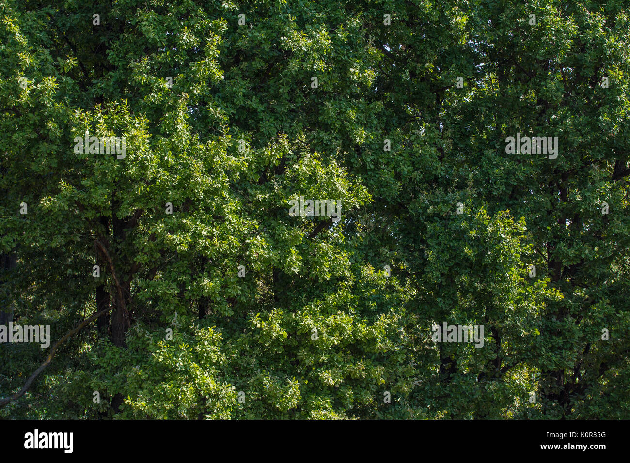 Oak forest - green leave texture background Stock Photo - Alamy